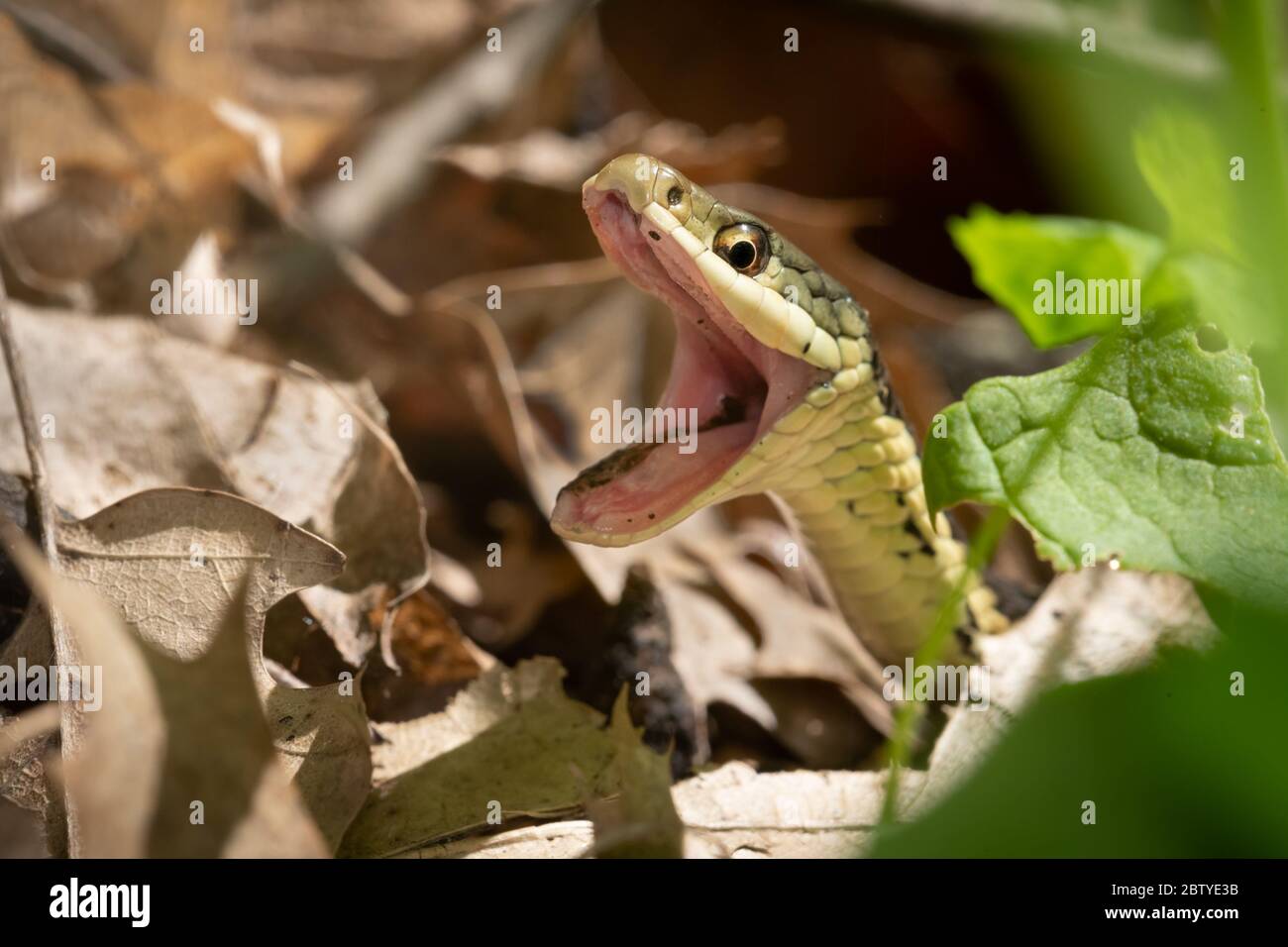 An Eastern Garter Snake searches for a meal in the Glen Stewart Ravine ...