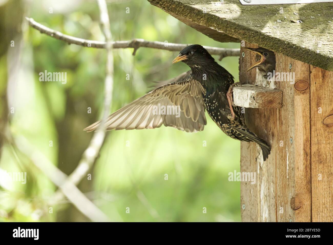 Common starling sits on the birdhouse after feeding the chick, flaps ...