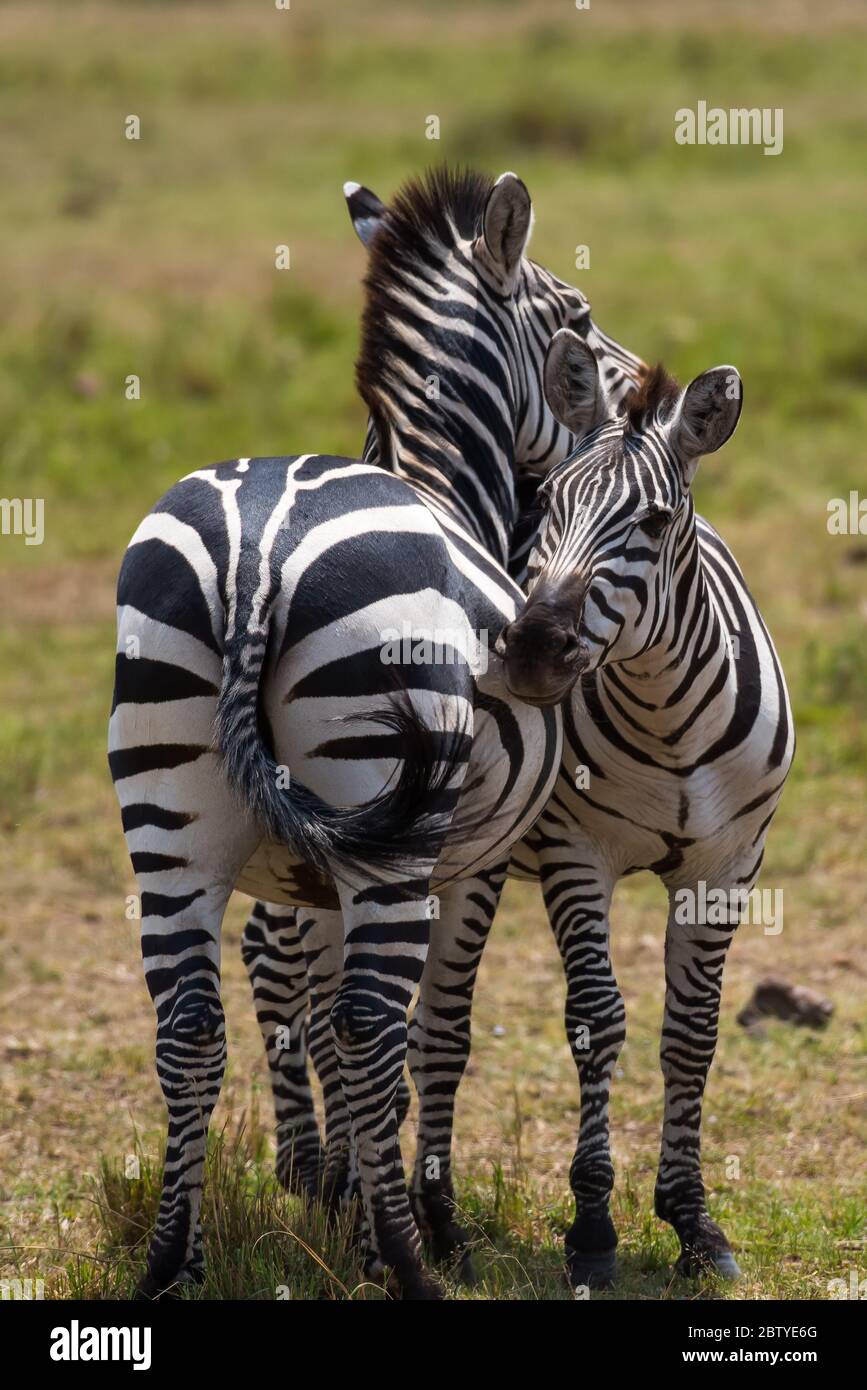 African animals hugging hi-res stock photography and images - Alamy