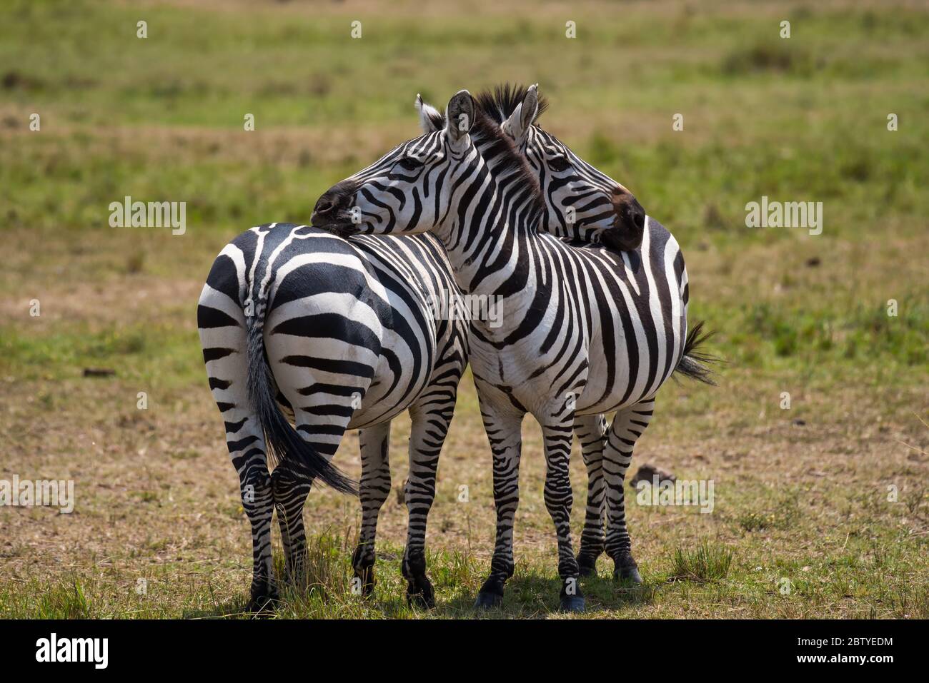Two Hugging Zebras from Masai Mara Stock Photo - Alamy