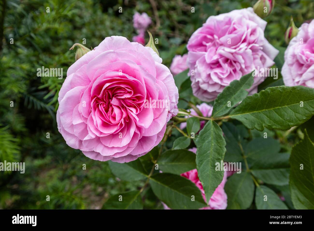 Rosa gertrude jekyll english rose hi-res stock photography and images ...