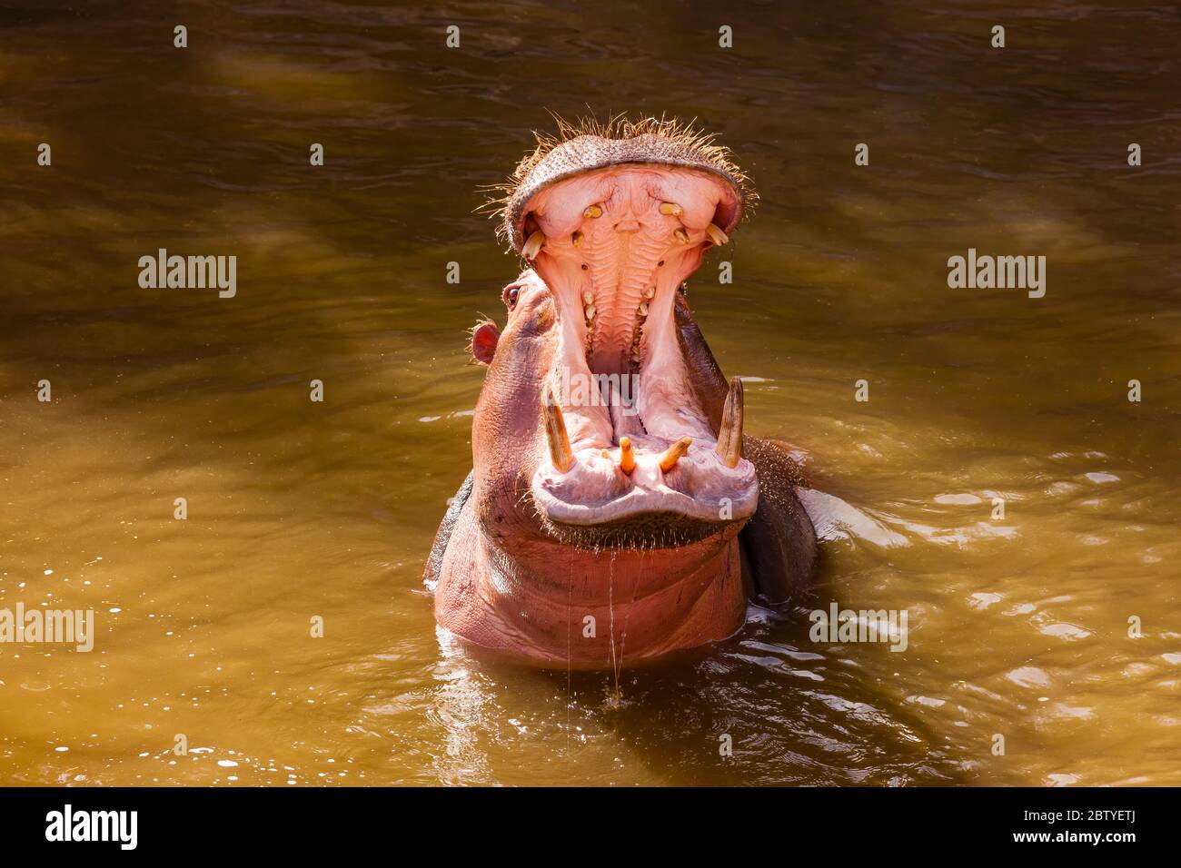 Hippopotamus (Hippopotamus amphibius) With mouth open Stock Photo - Alamy