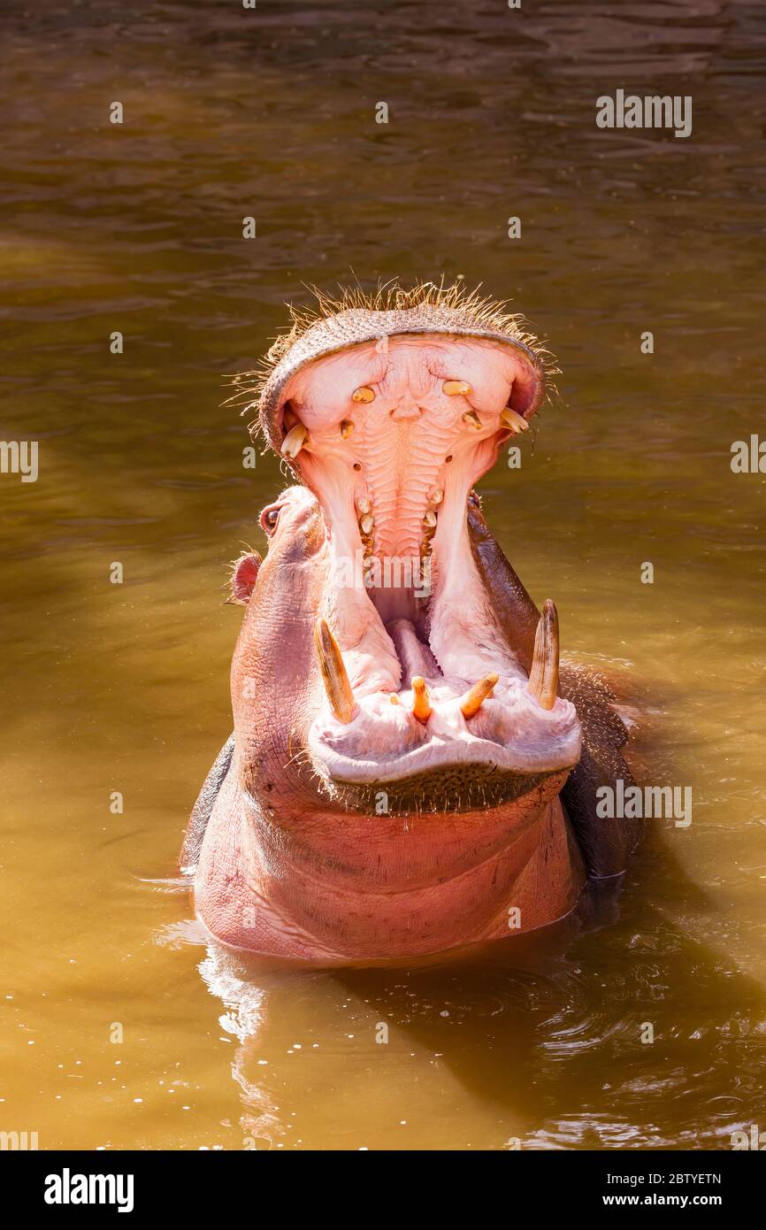 Hippopotamus (Hippopotamus amphibius) With mouth open Stock Photo - Alamy