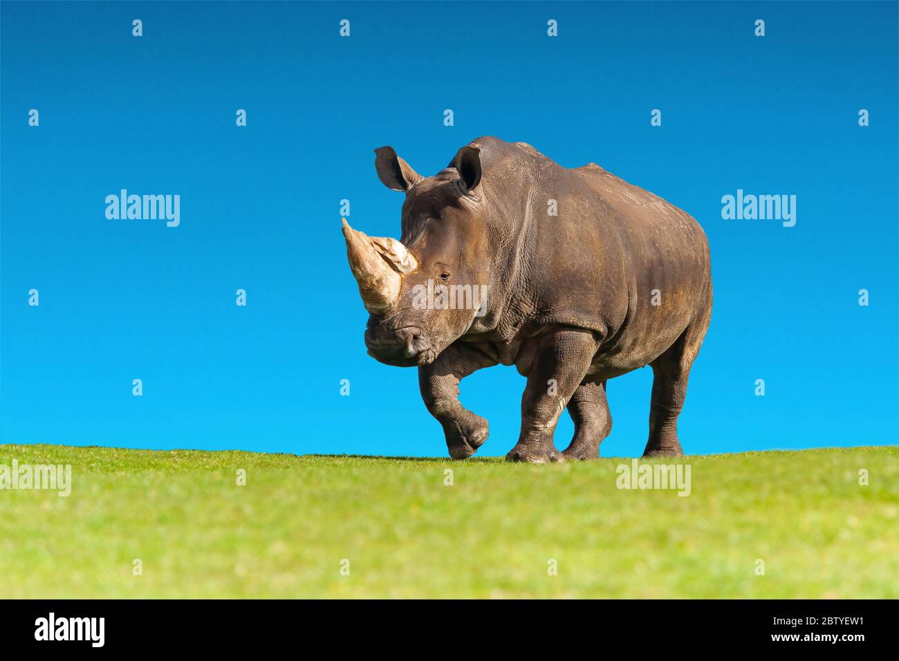 White Rhino (Ceratotherium simum) Walking Stock Photo - Alamy