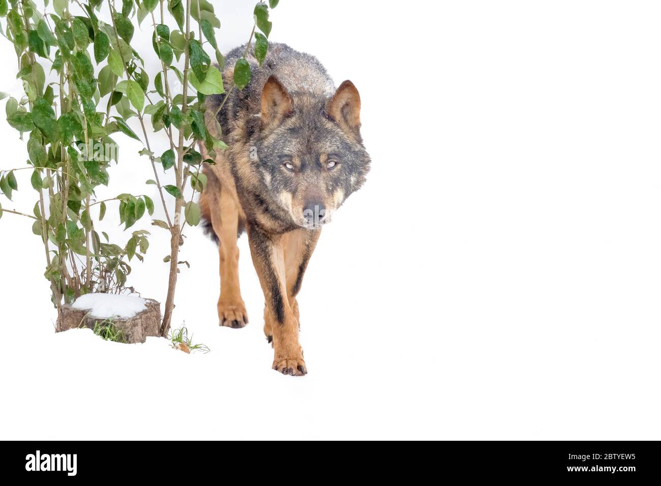 Wolf pack walking through snow hi-res stock photography and images - Alamy