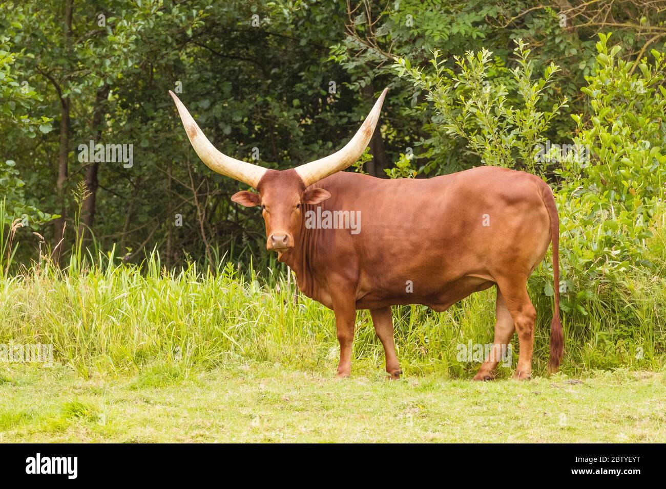 Ankole Cattle (Bos taurus) Standing under Trees Stock Photo - Alamy