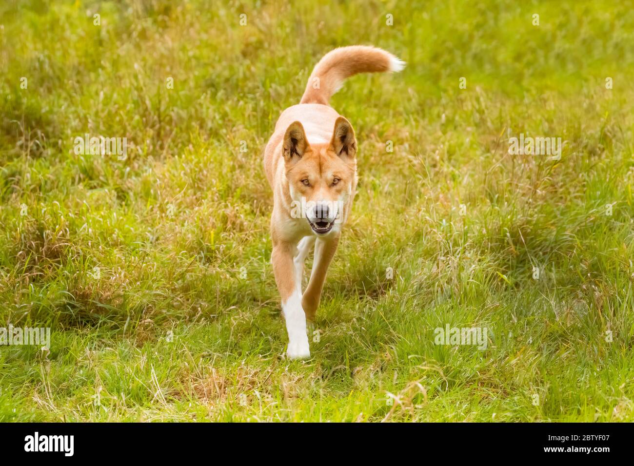Dingo (Canis lupus dingo) Walking through Grass Stock Photo - Alamy