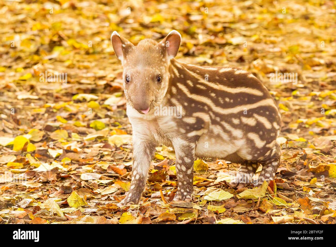 Baby tapir forest hi-res stock photography and images - Alamy