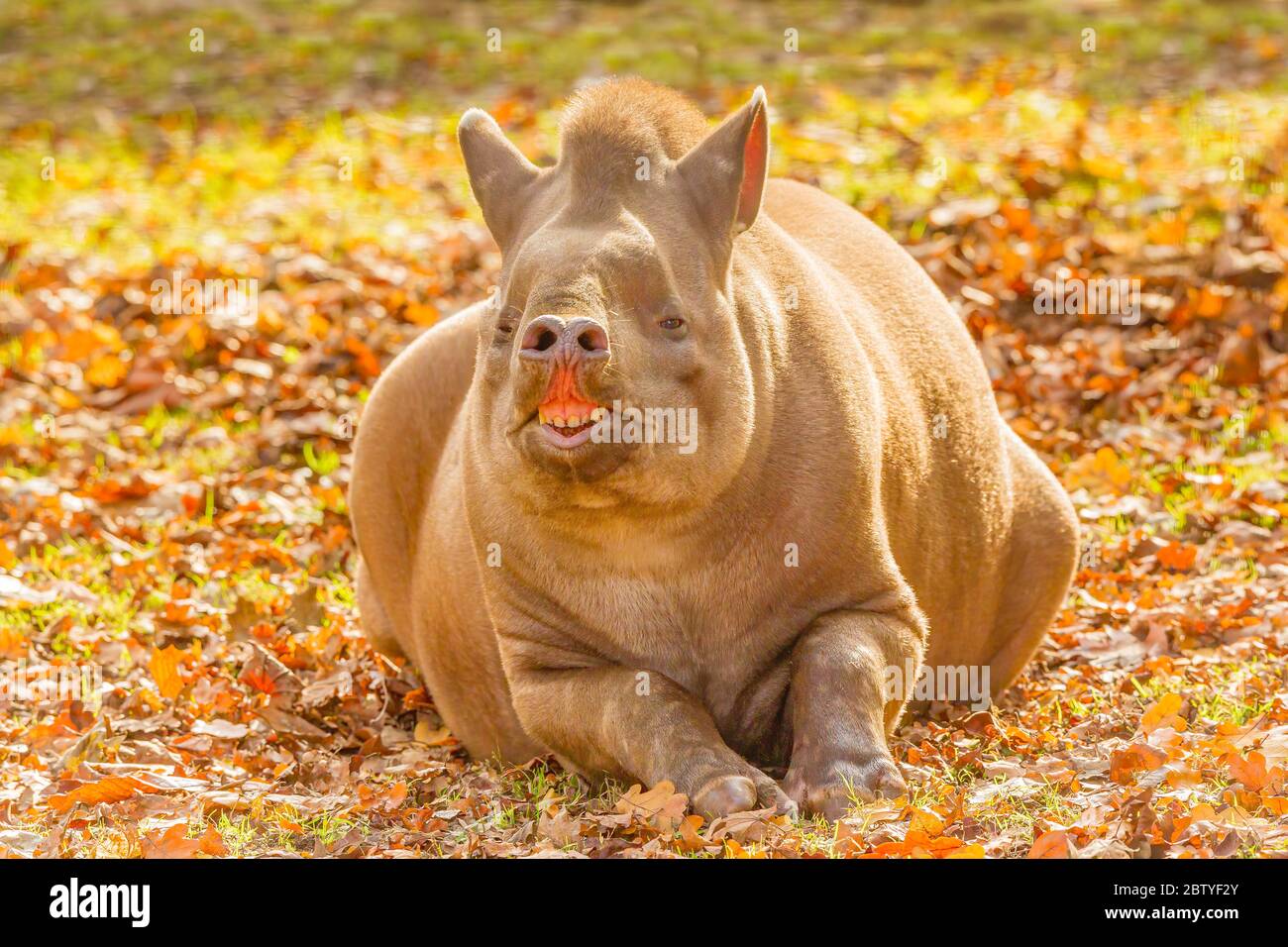 Brazilian Tapir (Tapirus terrestris) Sitting down with Mouth open Stock ...