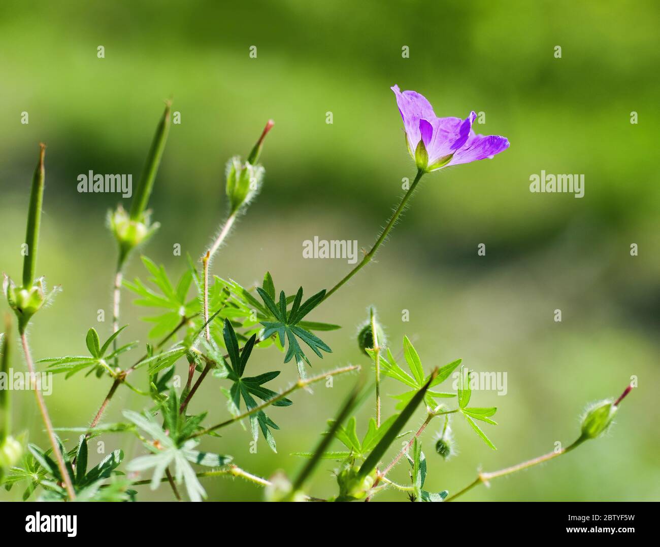 Flower of Wild Geranium Stock Photo - Alamy