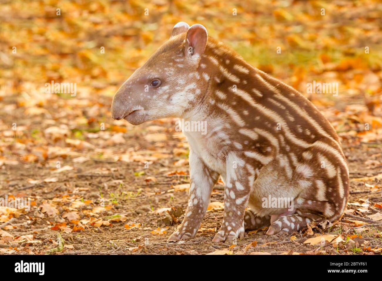 Baby Brazilian Tapir