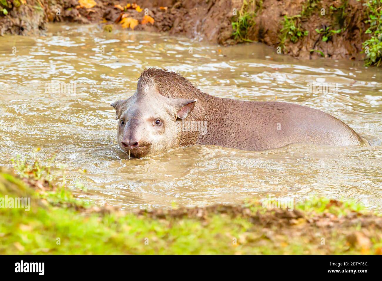 Young tapir in water hi-res stock photography and images - Alamy