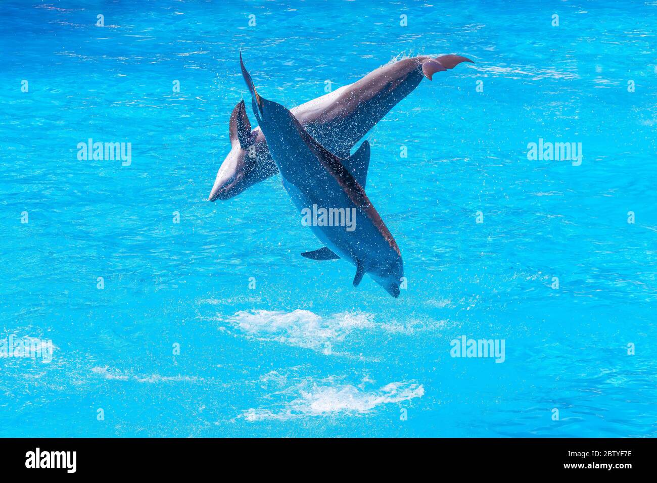Two bottlenose dolphins jumping hi-res stock photography and images - Alamy