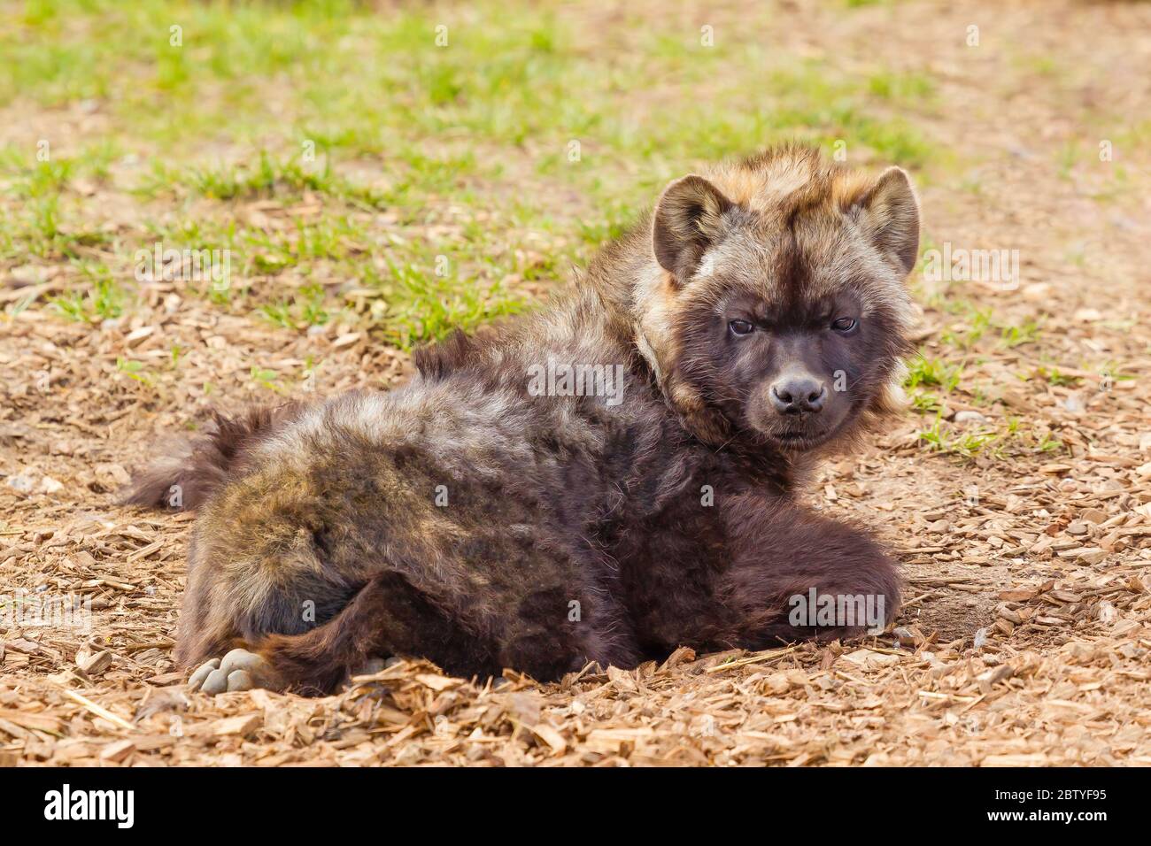 Spotted Hyena Baby (Crocuta crocuta) sitting down Stock Photo - Alamy