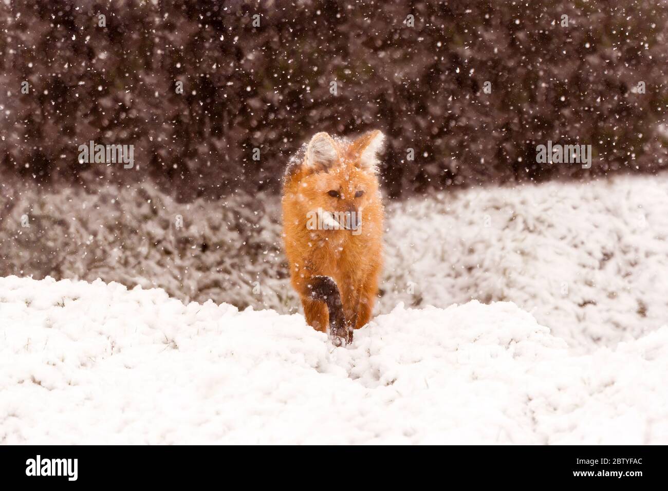 Wolf cubs snow hi-res stock photography and images - Alamy