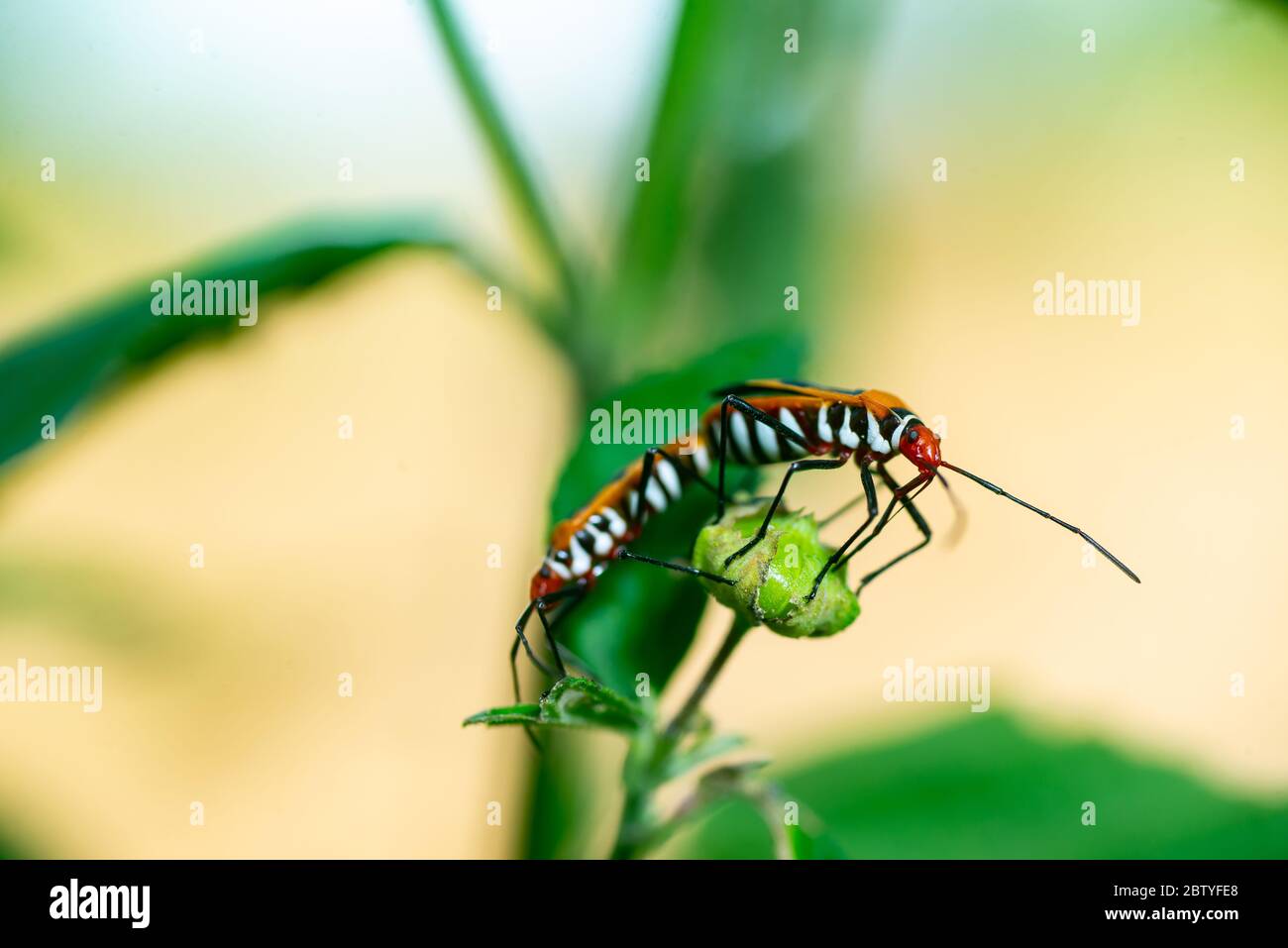 Dysdercus hi-res stock photography and images - Alamy