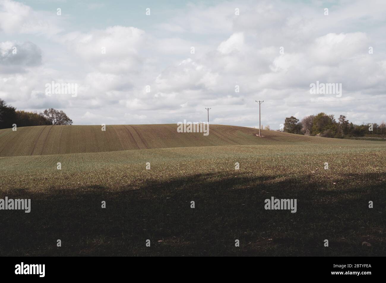 Some old power line poles still stands on a patch of farmland with ...