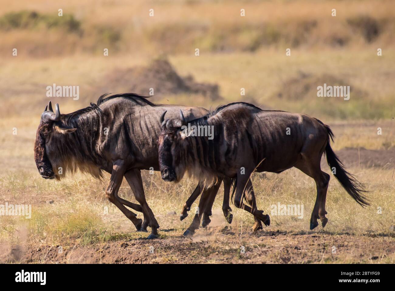 African wildebeest life, Migration, Grassing & fighting from Masai mara ...