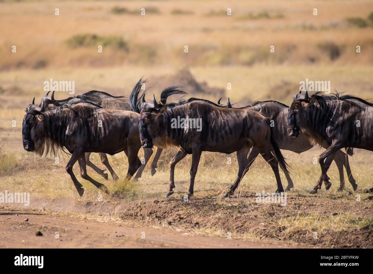 African wildebeest life, Migration, Grassing & fighting from Masai mara ...
