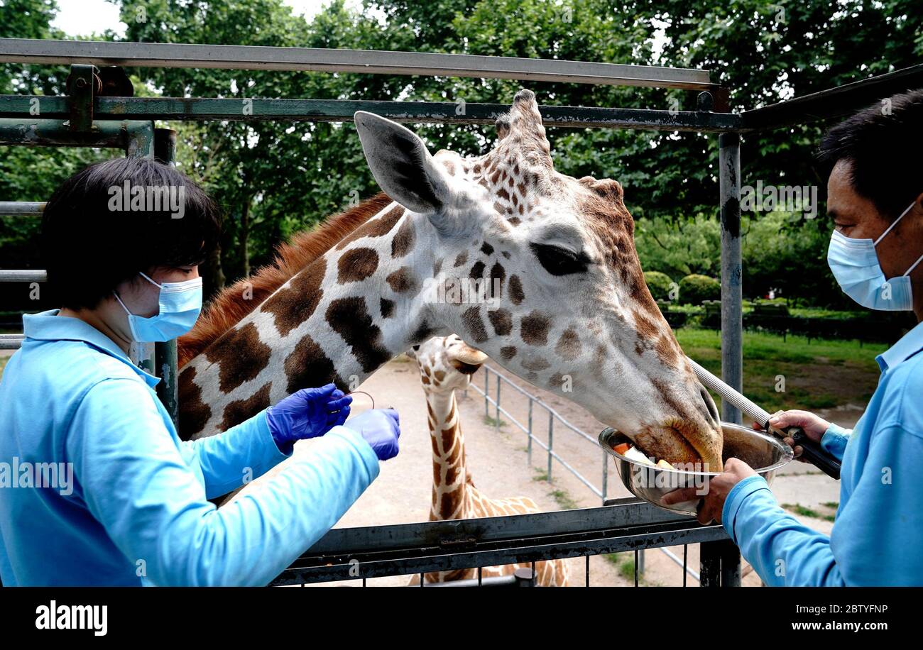 Shanghai, China's Shanghai. 28th May, 2020. A veterinarian draws blood ...