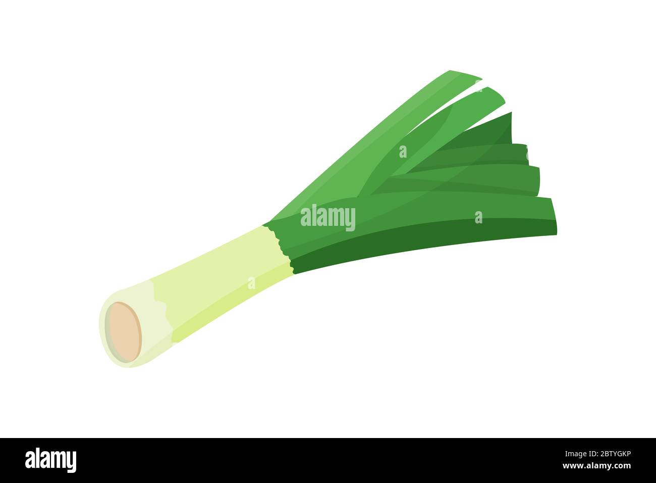 Vector illustration of leek Stock Vector Image & Art - Alamy