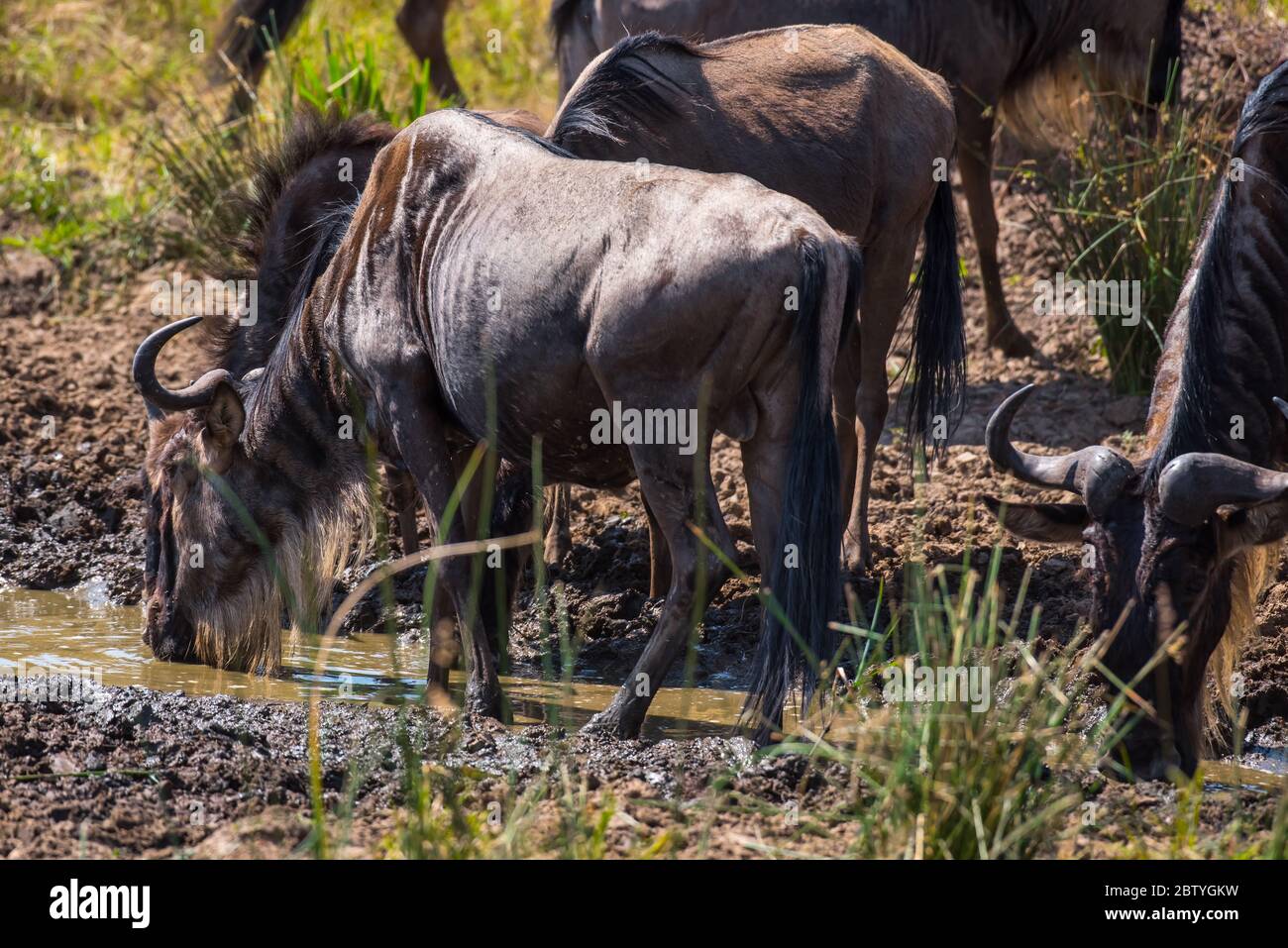African wildebeest life, Migration, Grassing & fighting from Masai mara ...