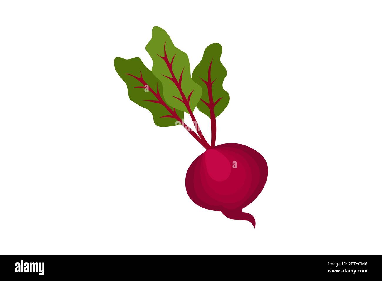 Beetroot vector icon isolated on white background Stock Vector Image ...