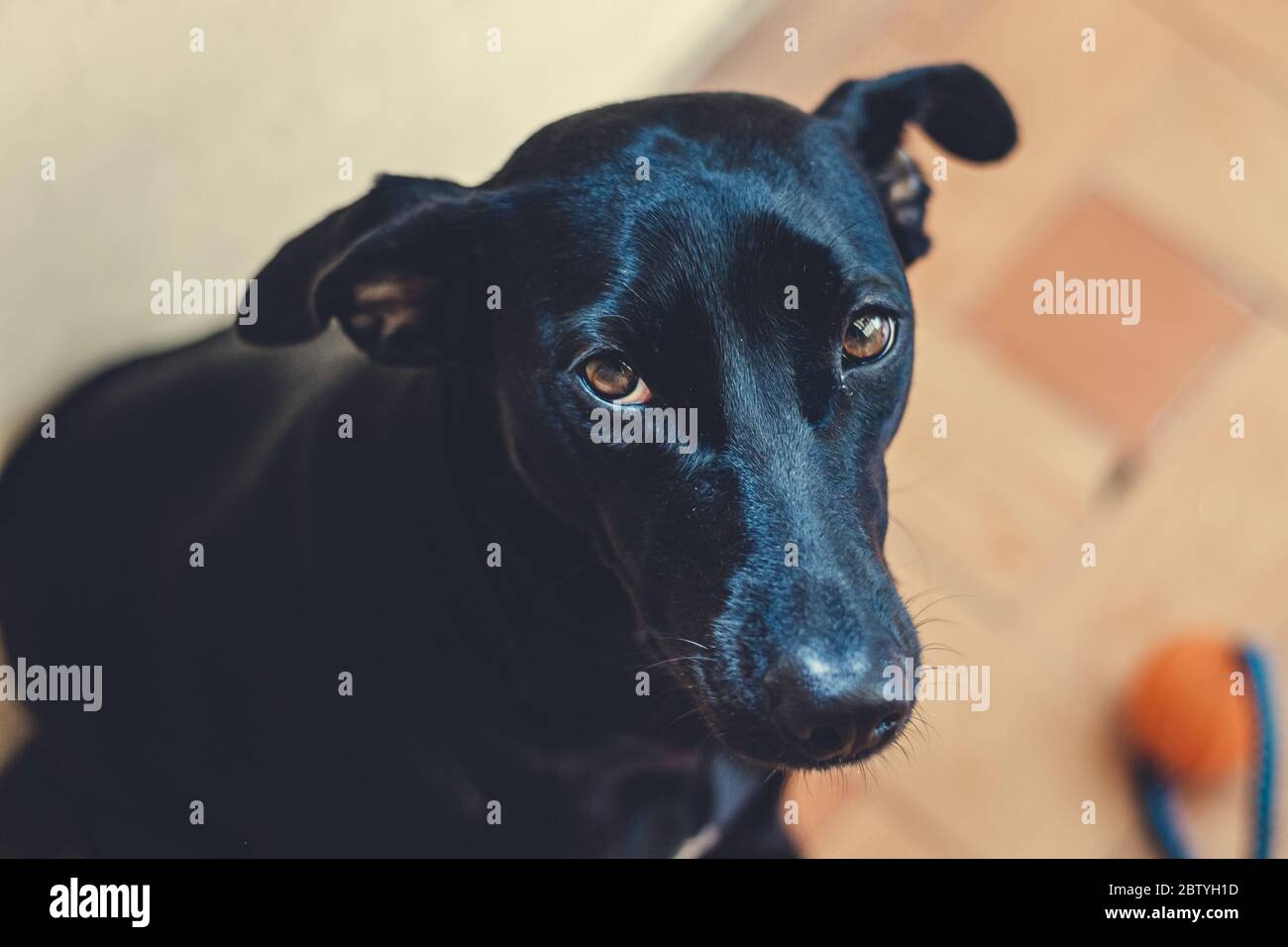 Creole Dog, photo taken in natural light, Bogotá Colombia, May 27, 2020 ...