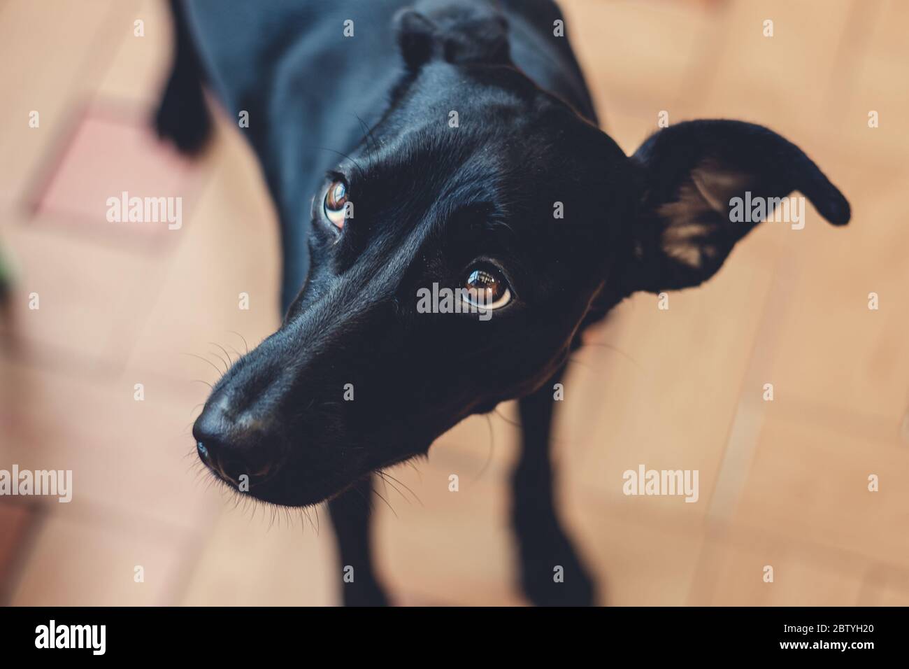 Creole dog hi-res stock photography and images - Alamy