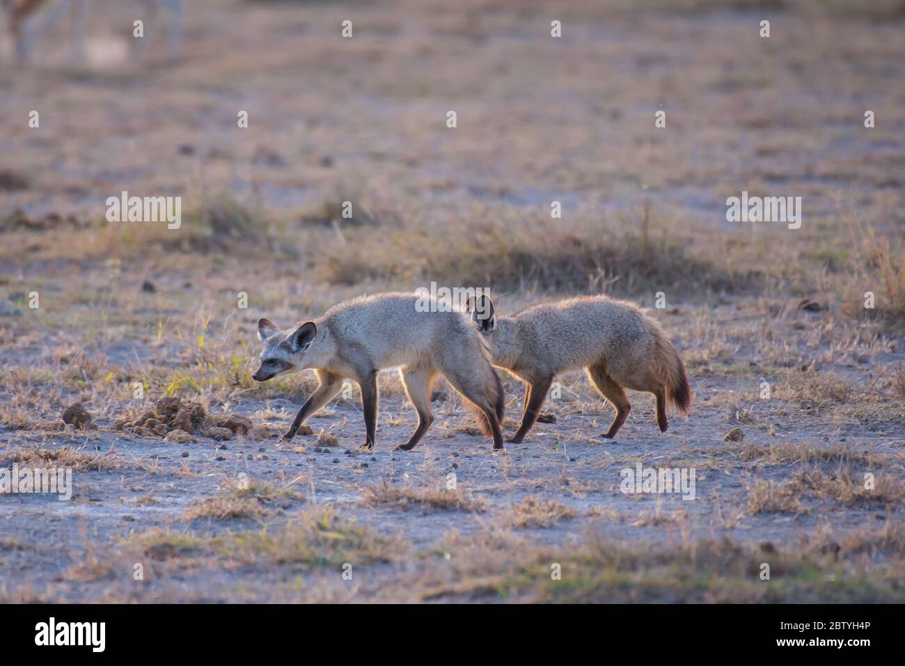 bat eared fox or bat-eared fox (Otocyon megalotis) Kenya Stock Photo ...