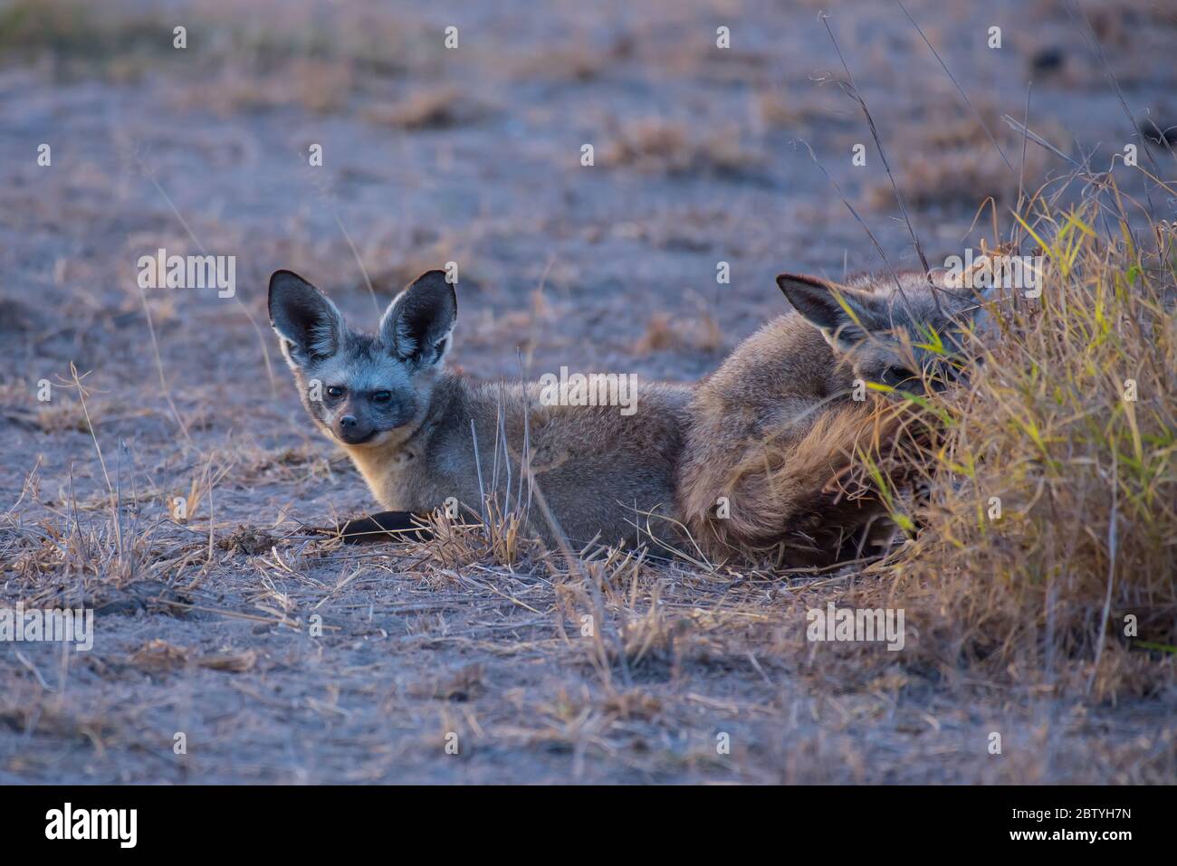 bat eared fox or bat-eared fox (Otocyon megalotis) Kenya Stock Photo ...