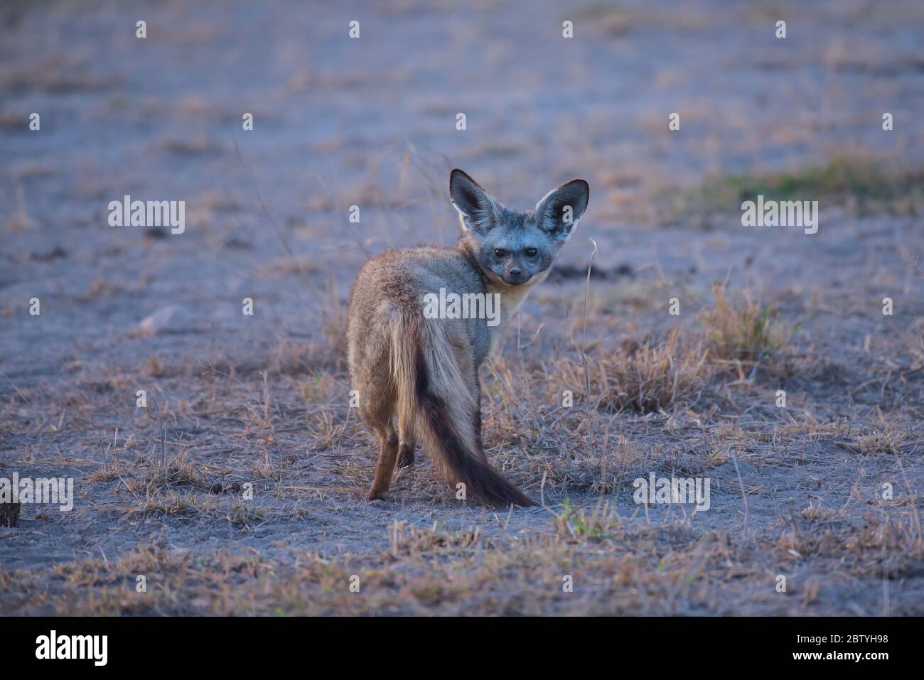 Bat eared fox otocyon megalotis portrait hi-res stock photography and ...