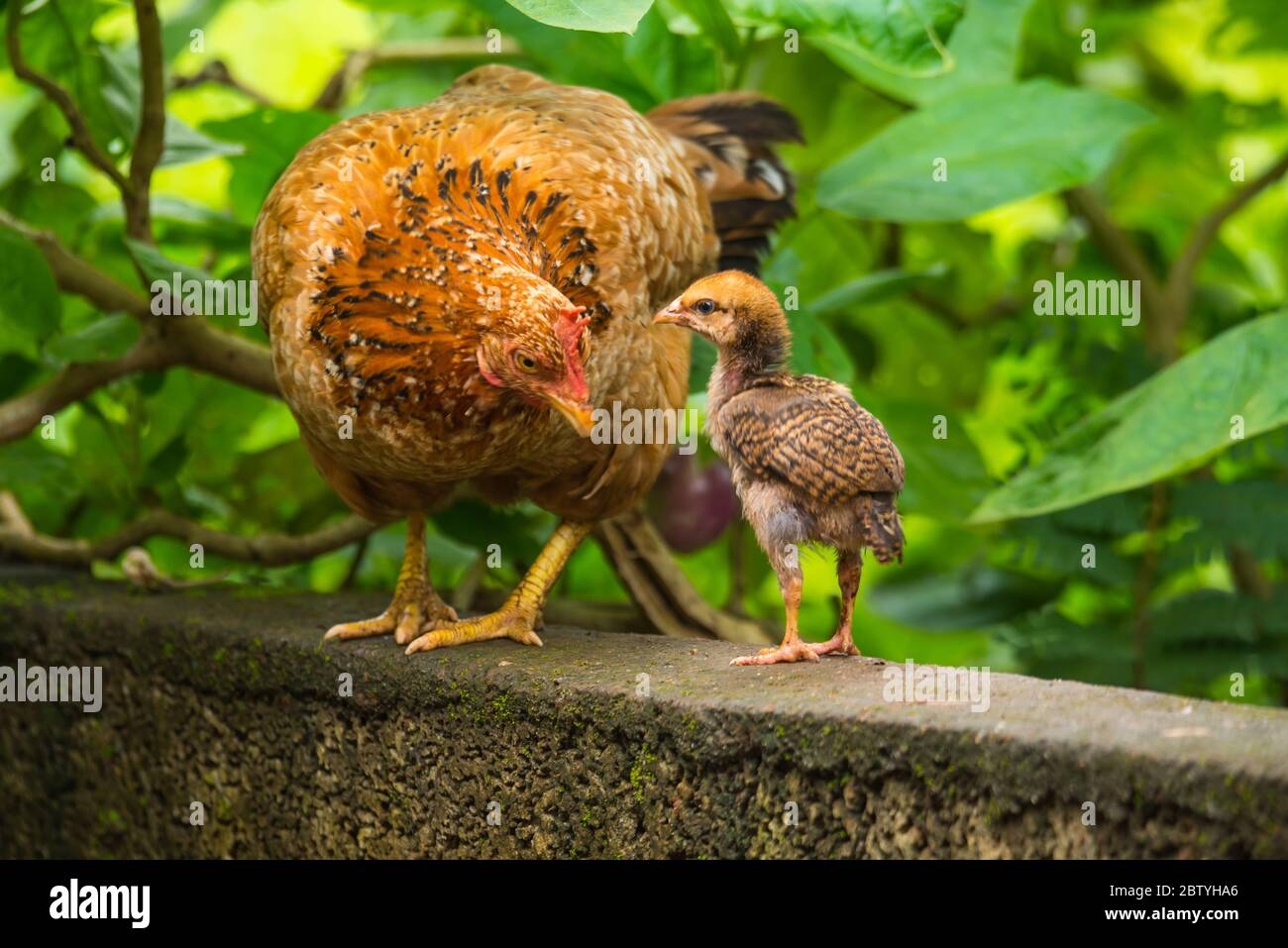 hen and baby chicks closeup picture Stock Photo - Alamy