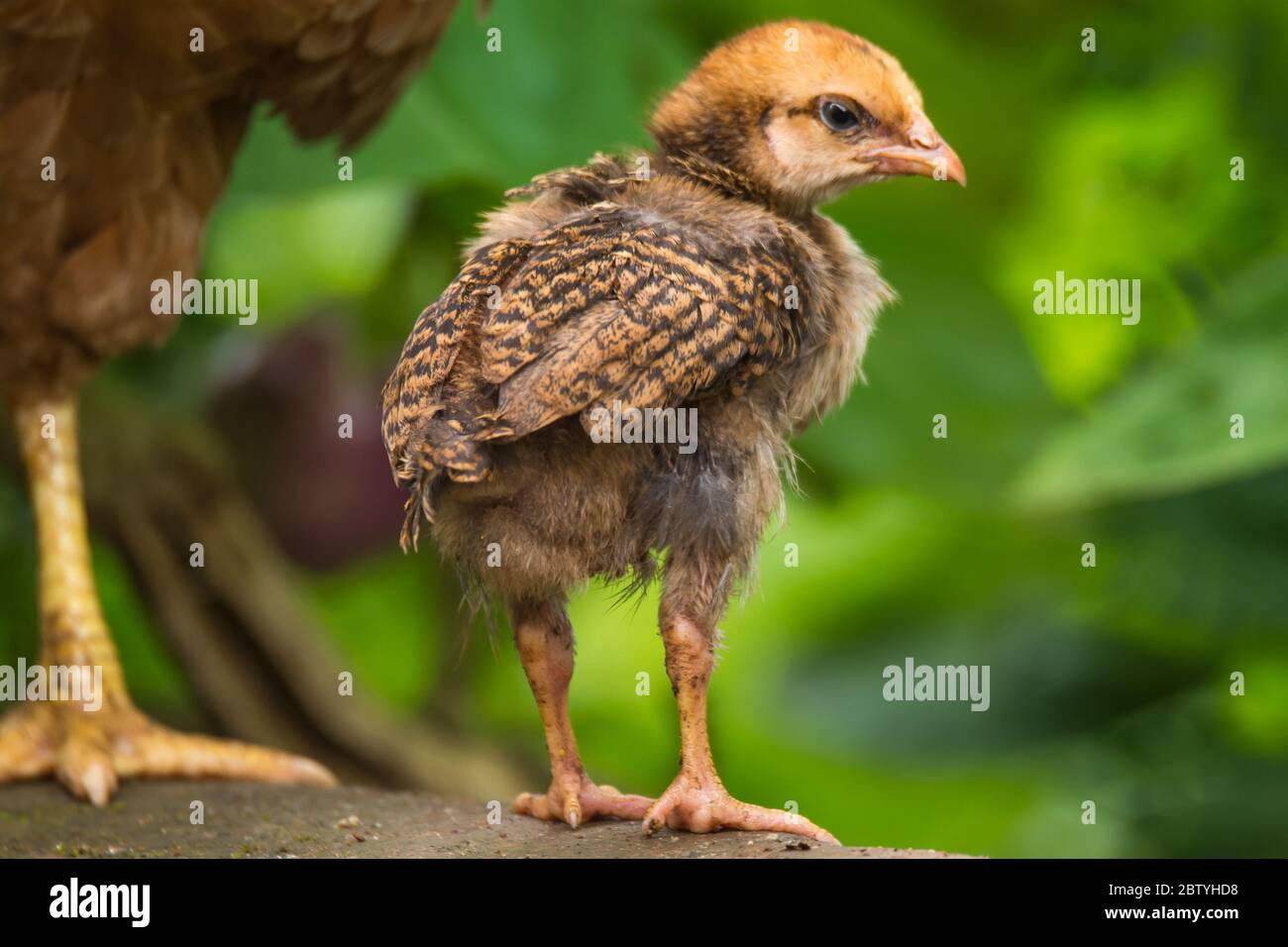 hen and baby chicks closeup picture Stock Photo - Alamy
