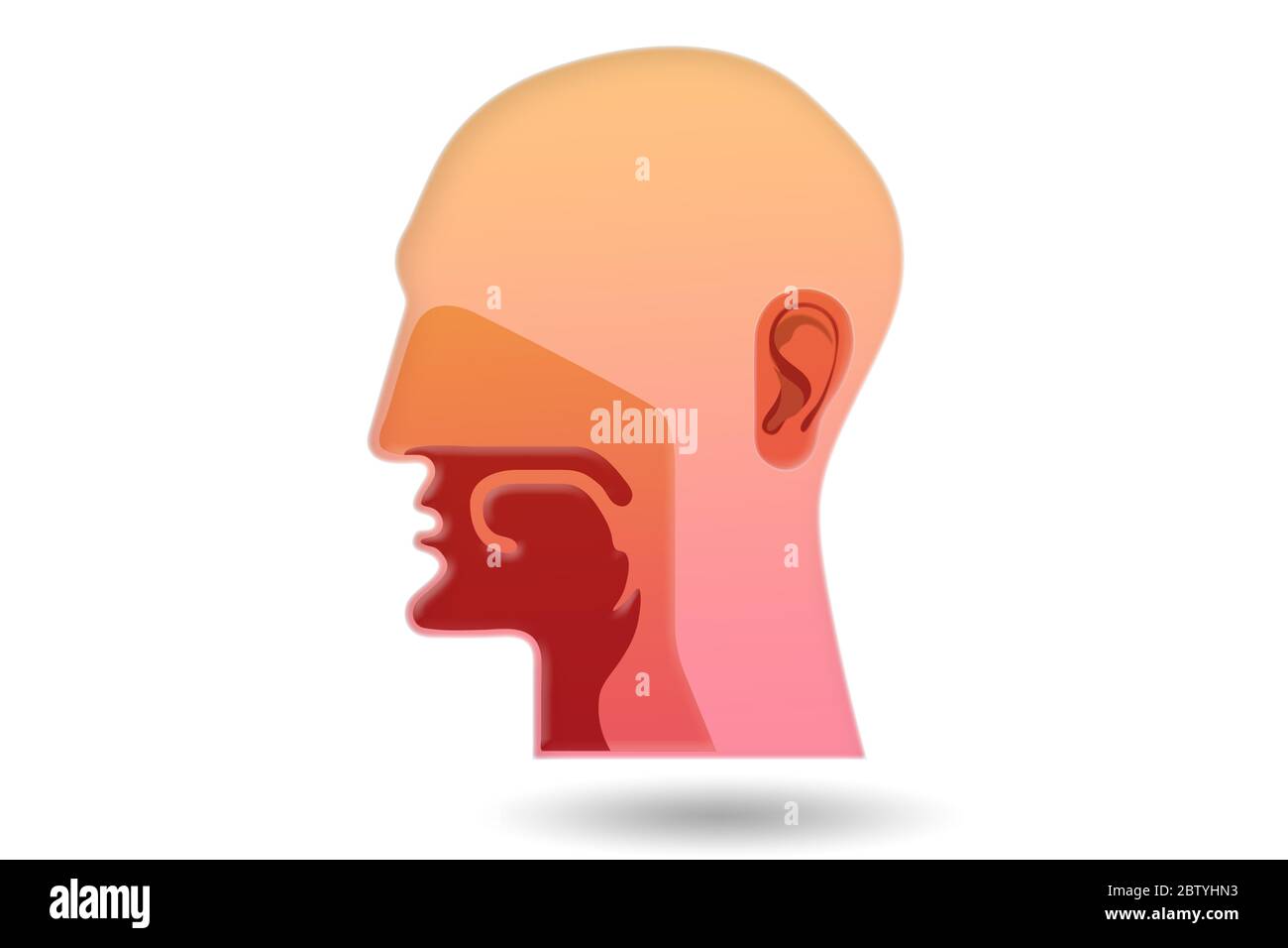 Illustration of the human head with various organs Stock Photo - Alamy