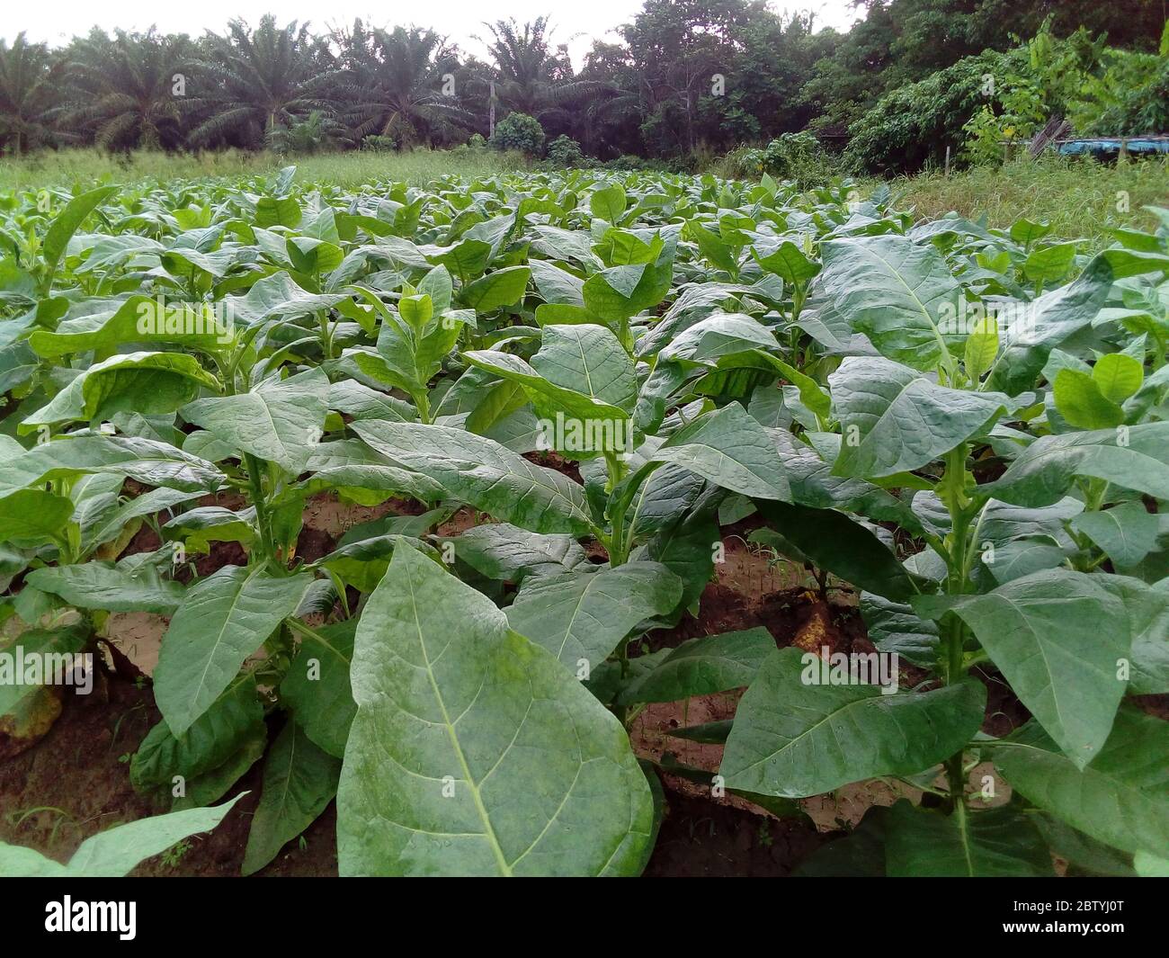 Tobacco tree in farm Stock Photo - Alamy