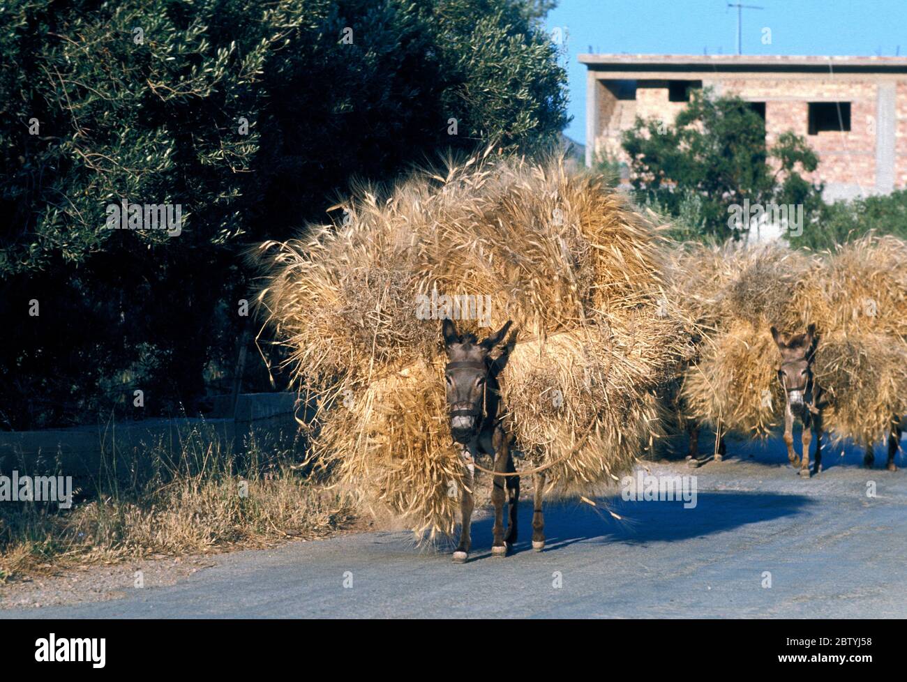 Mule and bale hi-res stock photography and images - Alamy