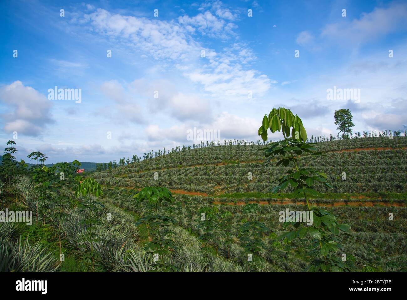 Western Ghats Mountain landscape and Wayanad mountain Stock Photo - Alamy