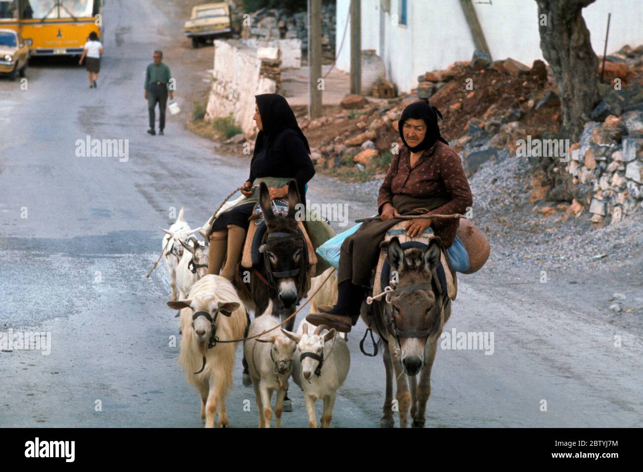 Elderly women riding on mules with a cow sheep in a village in Crete ...