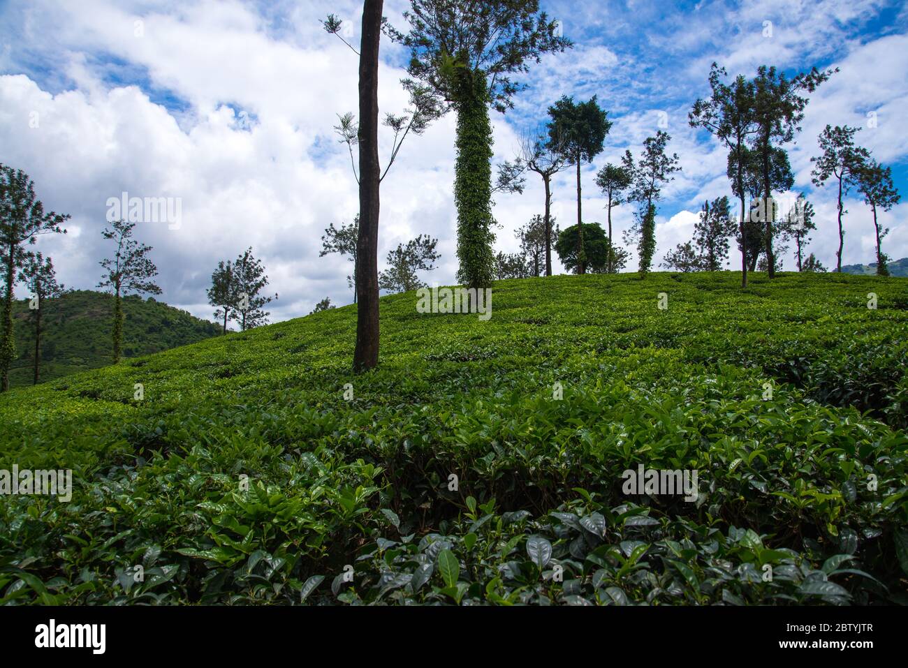 Western Ghats Mountain landscape or Wayanad mountain Stock Photo - Alamy