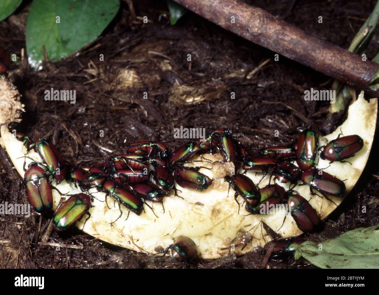 Cetonischema aeruginosa, tropical rainforest beetle Stock Photo - Alamy