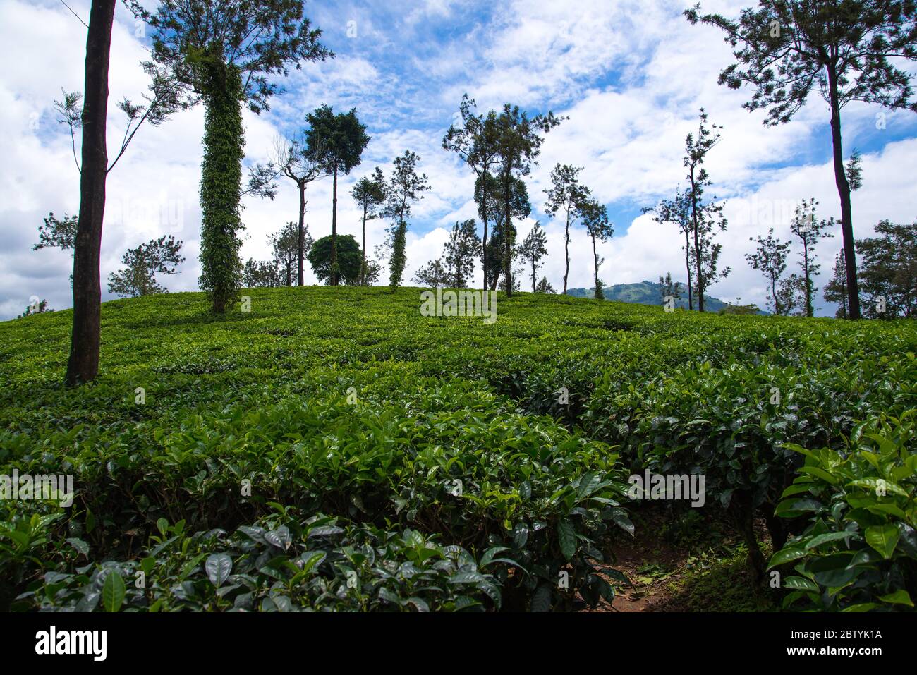 Western Ghats Mountain landscape or Wayanad mountain Stock Photo - Alamy