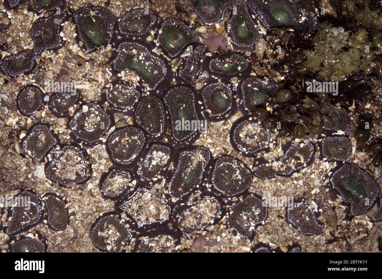 Zoanthid polyps (Palythoa caesia) during low tide Stock Photo - Alamy