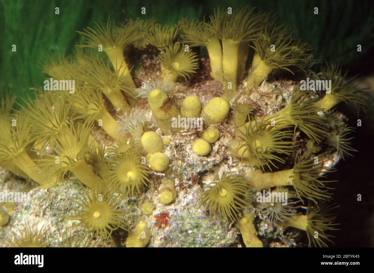 Yellow Polyps Parazoanthus gracilis Stock Photo - Alamy