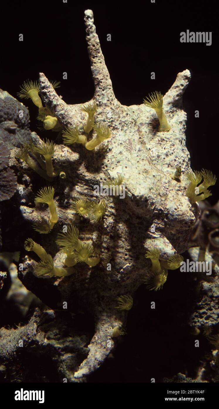 Yellow Polyps (Parazoanthus gracilis) on Lambis lambis shell Stock ...