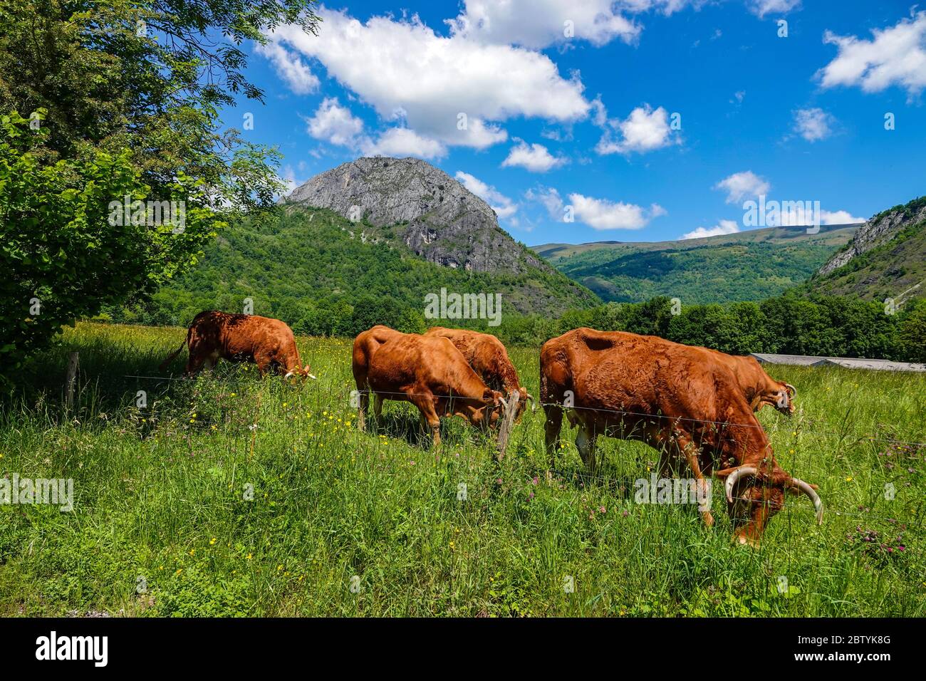 Cattle brown cows hi-res stock photography and images - Alamy