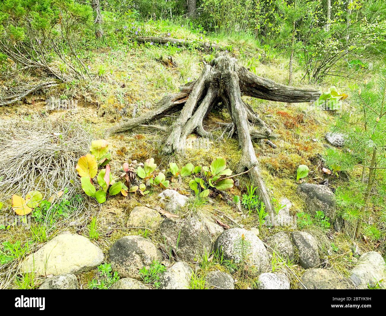Old rotten driftwood, tree stump in forest Stock Photo - Alamy