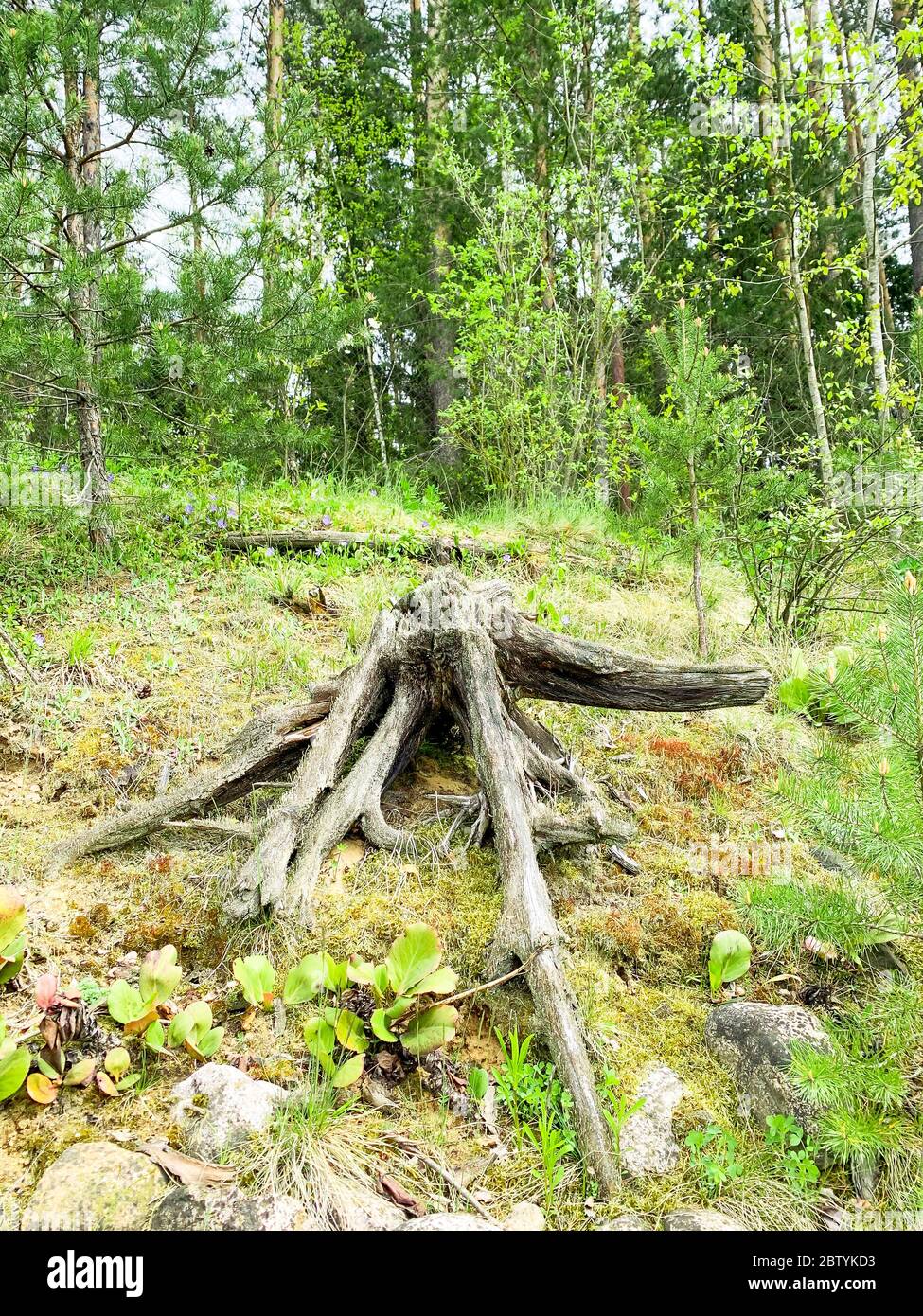 Old rotten driftwood, tree stump in forest Stock Photo - Alamy