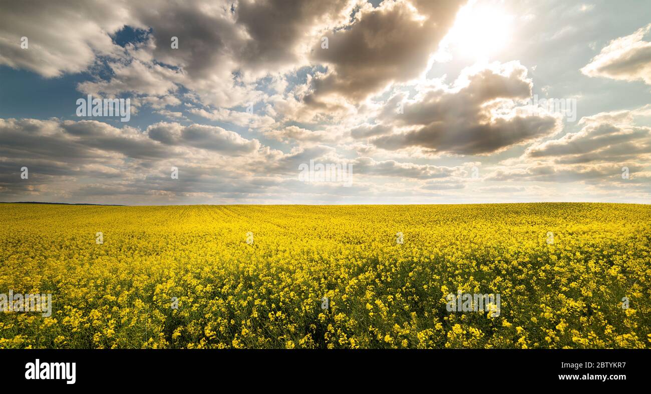 Agricultural landscape of canola or rapeseed farm field Stock Photo - Alamy