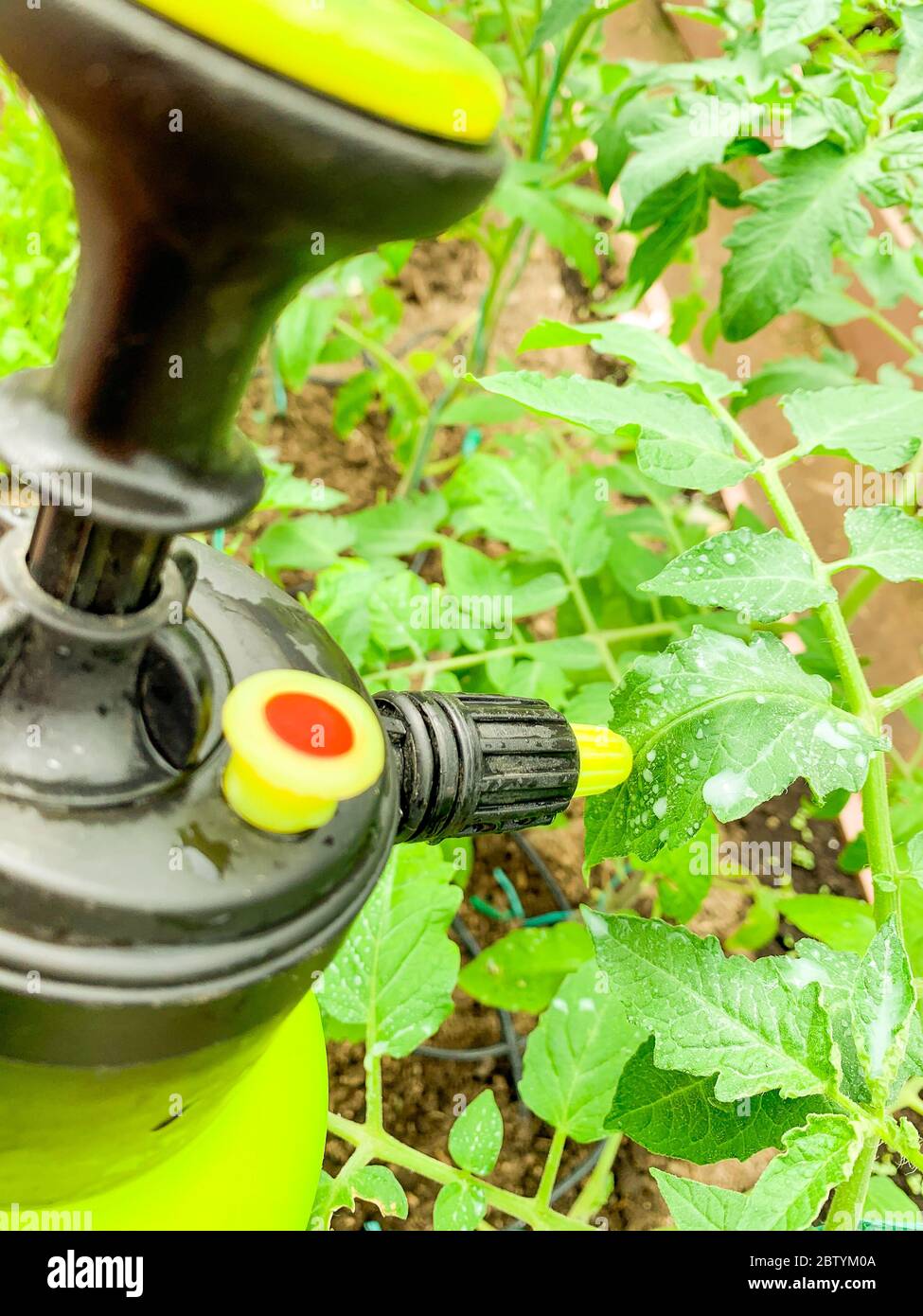 Use of pesticides in plant protection, spraying tomatoes Stock Photo ...
